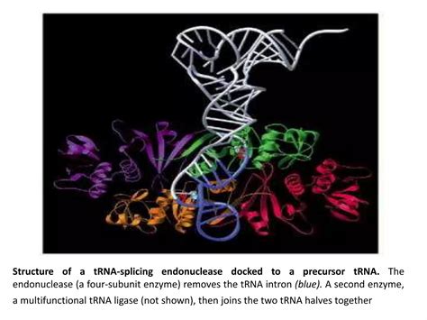 Trna Structure And Function Pptx