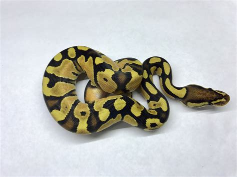 Morph List World Of Ball Pythons