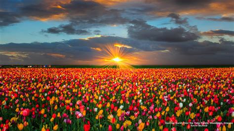 Flower Field Desktop Wallpapers Top Free Flower Field Desktop