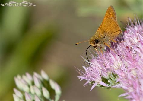 Adult Huron Sachem Skipper Butterfly In Fall Mia Mcphersons On The Wing Photography
