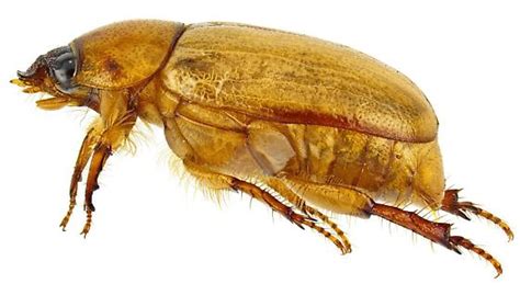 Female Cyclocephala Longula Cyclocephala Bugguidenet