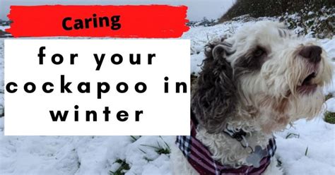 Caring For Your Cockapoo In Winter Our Quick Tips Cockapoo Pride