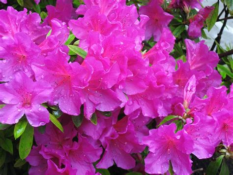 Landscape Shrub Ideas For Your Home