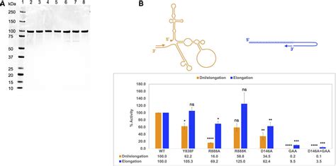 A Conserved Arginine In Ns5 Binds Genomic 3′ Stemloop Rna For Primer