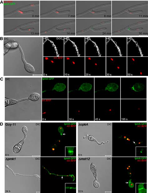 Figure 1 From Spatial Uncoupling Of Mitosis And Cytokinesis During Appressorium Mediated Plant