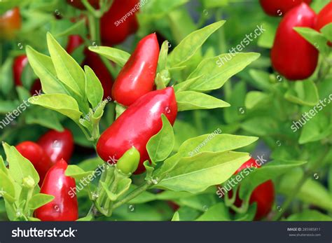 13945件の「capsicum Annuum」の画像、写真素材、ベクター画像 Shutterstock