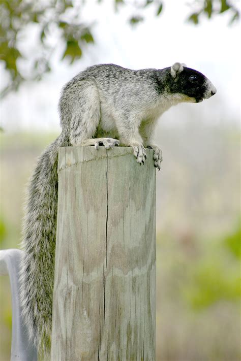 About Fox Squirrels