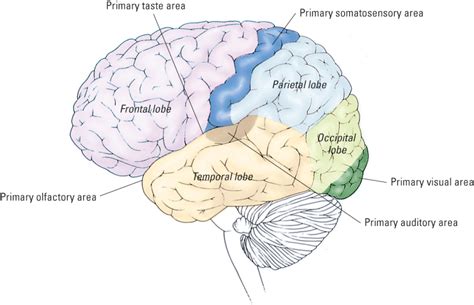 Olfactory Cortex Functional Areas Of The Cerebral Cortex Antranik