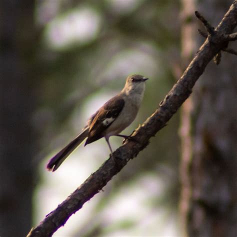 The Day We Went To Alapaha Part 1 Georgia Wildlife Blog