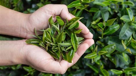 Growing Invigorating Matcha Tea Plants At Home