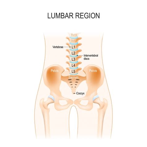 Lower Back And Pelvis Motion Health Centre