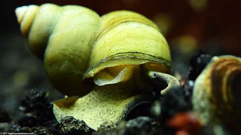 Freshwater Snails Types Of Aquarium Snails Available In Stores