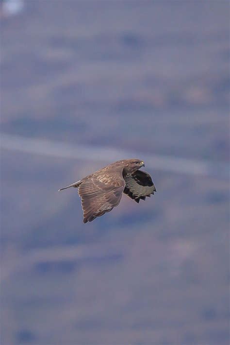 Eurobirdwatch La Migration Des Oiseaux En Aura Lpo Auvergne Rhône Alpes