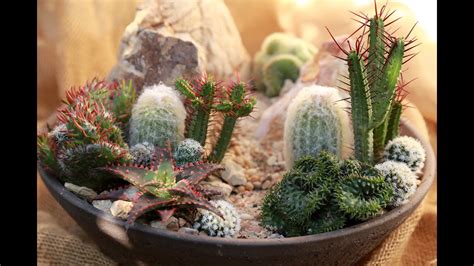 Mini Indoor Cactus Garden