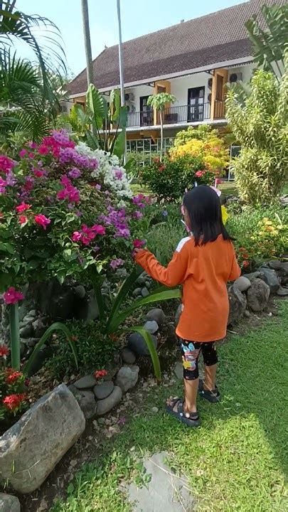 Bunga Bugenfil Youtube