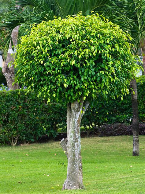 Ficus Benjamina Tree Fig Winter Green Benji Ficus Benjamina