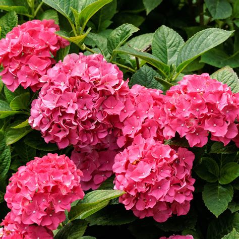 Yougarden Hydrangea Macrophylla Pink Mophead Standard Plant In Pot 18cm