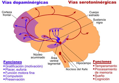 Neuroeducacion MotivaciÓn Y AtenciÓn Revista