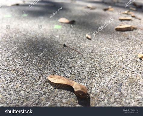 Helicopter Tree Seeds Fallen Onto Park Stock Photo 1554081938 Shutterstock