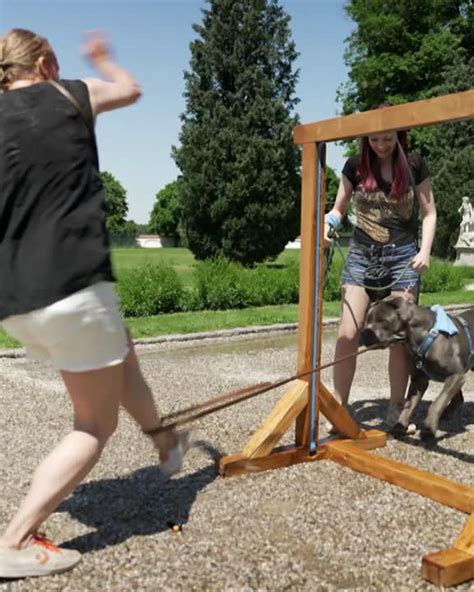 Julia Hammerschmidt On Linkedin Der Hundetrainer Champion Startet Am