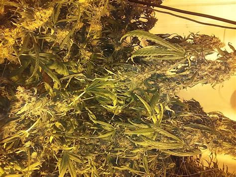 Plant Dying Over Night Troubleshooting Ilgm Growers Forum Free Cannabis Growing Community