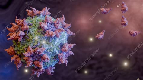 Rhinovirus Illustration Stock Image F0432367 Science Photo Library