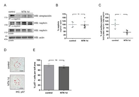 Isolation Of Glomeruli And In Vivo Labeling Of Glomerular Cell Surface