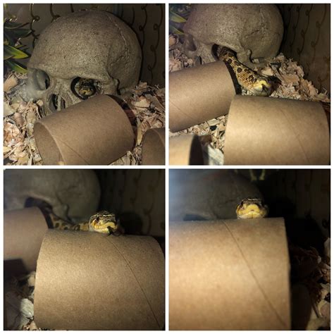Mum Please Feed Me So I Can Hiss At My Food And Not Eat It Sneks
