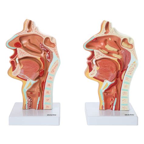 Axis Scientific Human Larynx And Pharynx Disorders Nepal Ubuy
