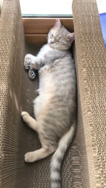 여전히 귀여운 루피💕 Youtube