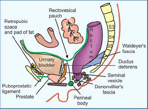 Urinary Bladder Anatomy Notes