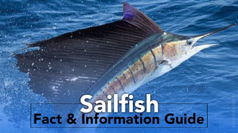 Sailfish Fact And Information Guide