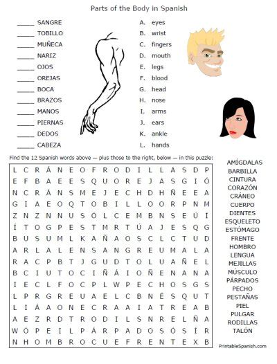 Printable Spanish Body Parts Worksheets