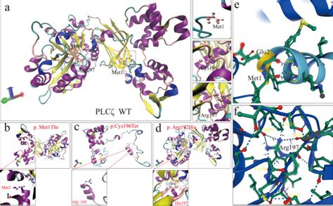 Mutations In Plcz1 Induce Male Infertility Associated With Polyspermy