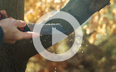 How To Prune With The 3 Cut Method Leaf And Limb