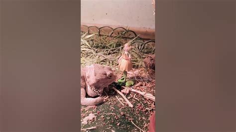 Lizard Attacks Lizard Attacks Music Rock Funny Youtube