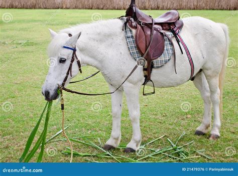 Cavallo Bianco Grasso In Giardino Zoologico Fotografia Stock Immagine