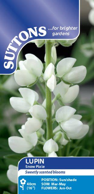 Suttons Suttons Lupin Snow Pixie Seeds Springsummer Flowers
