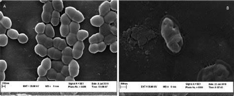 Sem Of S Aureus Atcc 25923 A Intact S Aureus Atcc 25923 And B S