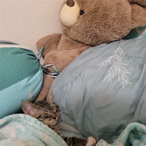 Adopted This Smol Bean And Now I Sleep On The Floor Rillegallysmolcats