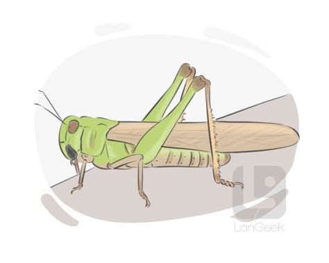 Traducción De La Palabra Grasshopper Langeek