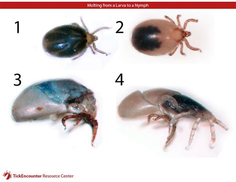 Tick Growth And Appearance Faqs Tickencounter
