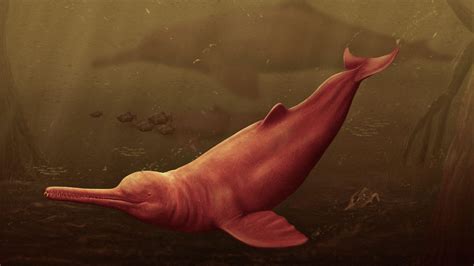 Ancient Freshwater Dolphin Discovered In Amazon Amnh
