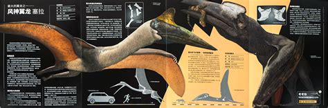New Books Pnso Pterosaurs Museum Series Officially Published In