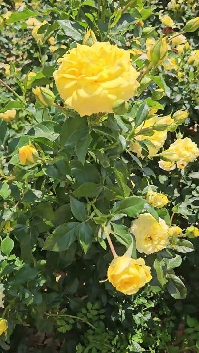 너무 예쁜 노랑장미 Youtube