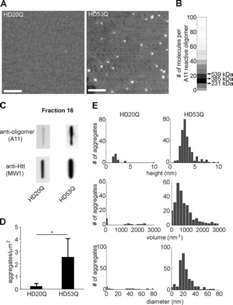 Hsp70 And Hsp40 Functionally Interact With Soluble Mutant Huntingtin Oligomers In A Classic Atp