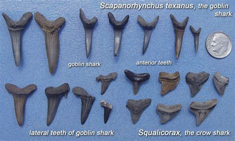 Scapanorhynchus Teeth