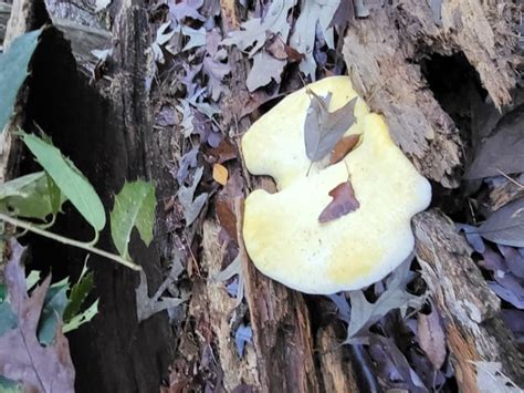 Identify This Unit Pleurotus Dryinus R Foraging