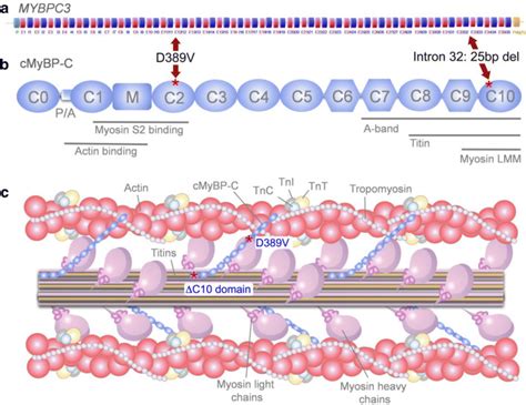 Genetic Clinical Molecular And Pathogenic Aspects Of The South Asian Specific Polymorphic