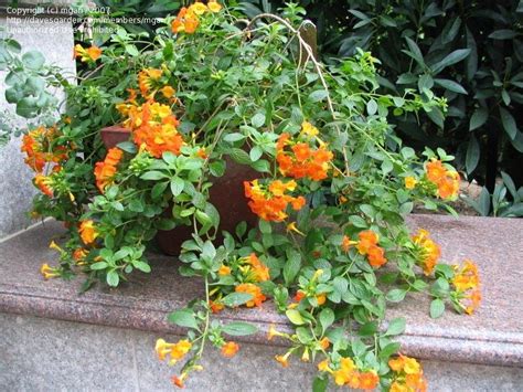 Plantfiles Pictures Streptosolen Species Marmalade Bush Orange